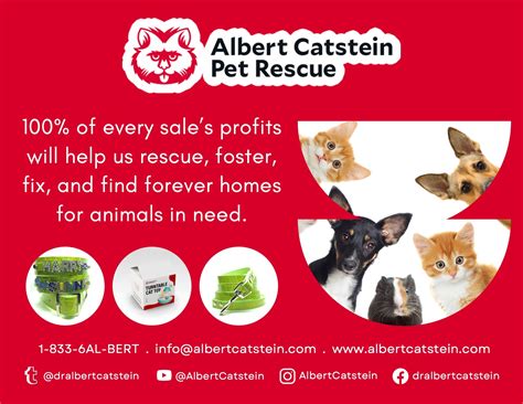 Foster Of The Week Albert Catstein
