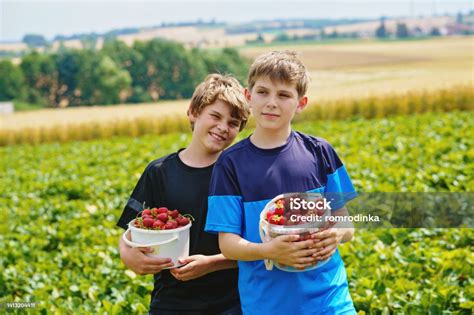 두 형제 여름에 딸기 농장에서 즐거운 십대 소년 건강한 유기농 식품 신선한 열매를 먹는 아이들 행복한 쌍둥이 형제 자매 및 가장 친한 친구 딸기에 대한 스톡 사진 및 기타