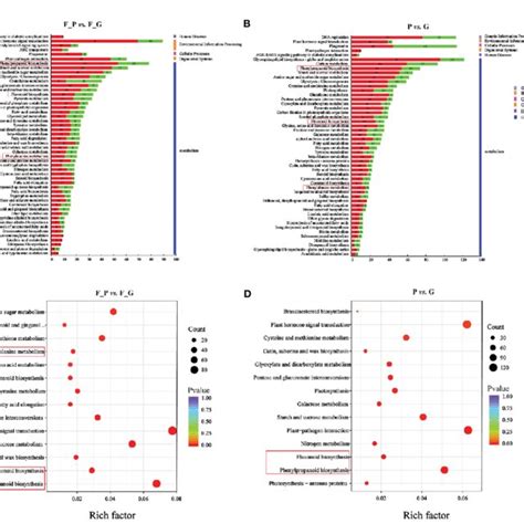 Kegg Analysis Of The Differentially Expressed Genes Degs In Different Download Scientific