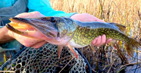 How To Catch A Pickerel Angling Journal