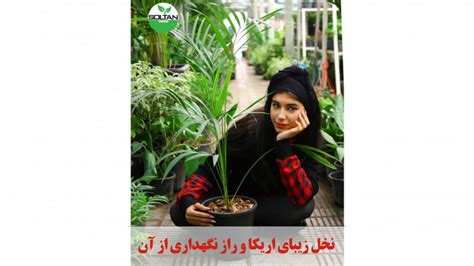 شرایط نگهداری نخل اریکا گیاه اریکا گیاه گرمادوست اریکا معرفی گیاه