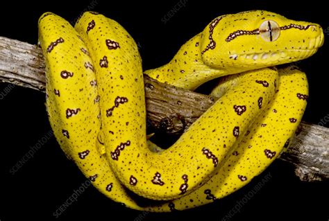 Juvenile Green Tree Python Morelia Viridis Stock Image C050 3365 Science Photo Library
