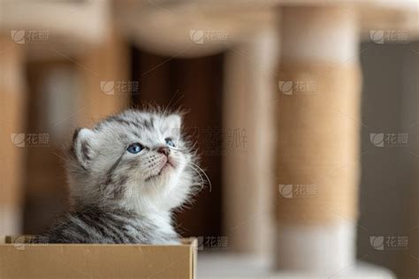 可爱的波斯小猫在盒子里