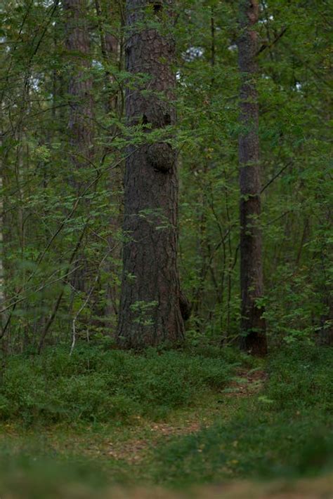 깊은 나무 녹색 숲 양치식물 자연 풍경 풍부에 관한 무료 스톡 사진