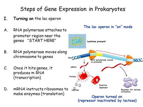 Understanding The Control Of Gene Expression In Prokaryotes Pogil Answers Pdf