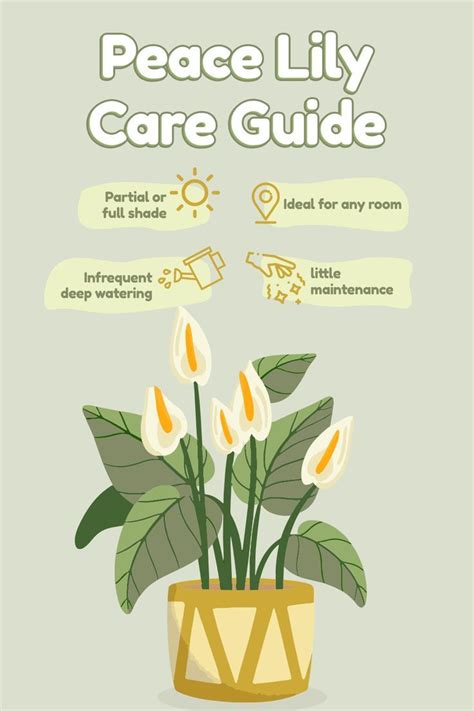 Peace Lily Plant Care