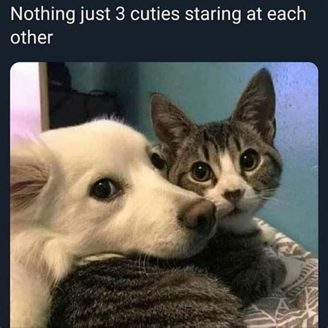 Hey Cutie 9gag