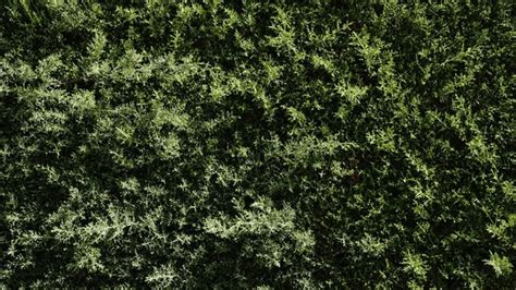 3463 Cypress Leaf Wallpaper Royalty Free Photos And Stock Images