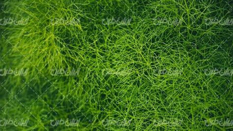 تصویر با کیفیت گیاه همراه با تصویر زمینه و والپیپر ایران طرح