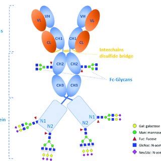 Schematic Workflow Exemplifying The Glycan Analysis Of A Complex Download Scientific Diagram