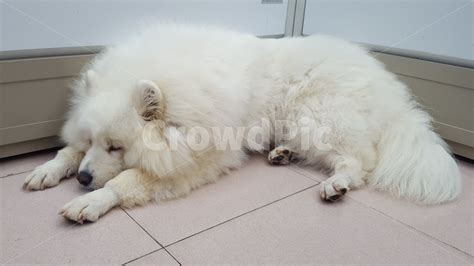 Sleepy 강아지 큰개 하얀개 잠자는개 사진 이미지 일러스트 캘리그라피 Stann88작가