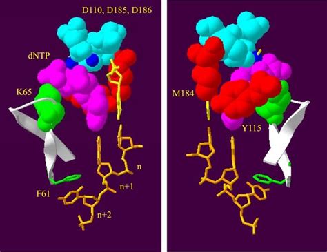 Structural Features Around The Active Site Of Hiv 1 Rt That Affect Download Scientific Diagram