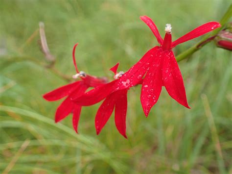Native Native Plant Society Of New Mexico El Paso Chapter
