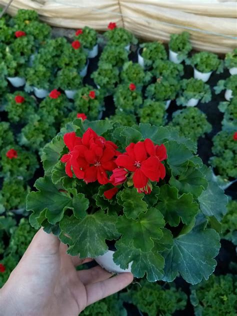 Расадник за цвеќиња Дабиле Home Facebook