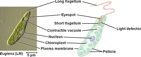 Labelled Diagram Of Euglena Wiring Diagram Pictures Labelled Diagram Of Euglena Wiring Diagram Pictures