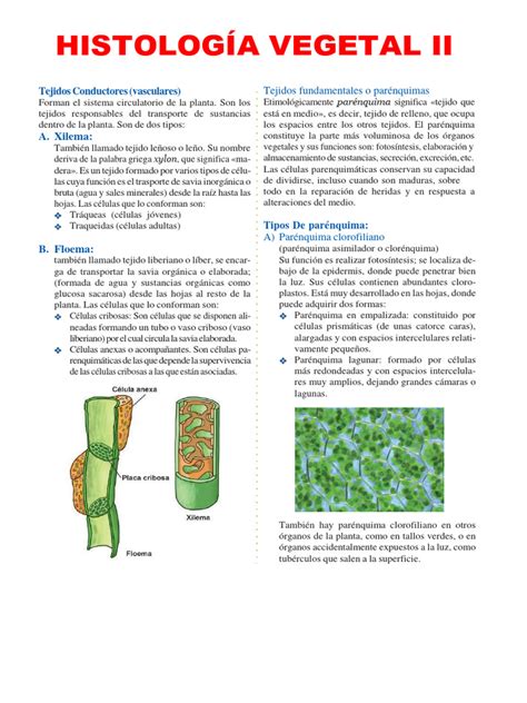 30 Histologia Vegetal Ii Pdf Plantas Botánica