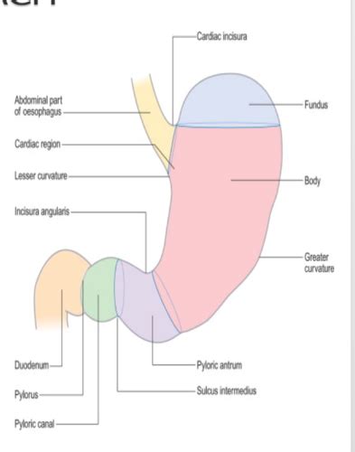 Stomach And Duodenum Flashcards Quizlet