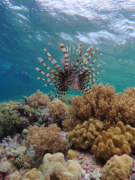 Wakatobi Snorkel Trip November 26 December 4 2026 Snorkeling Etc