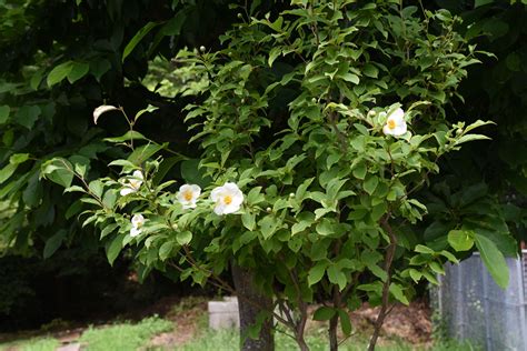 What Is A Japanese Stewartia Learn About Japanese Stewartia Care