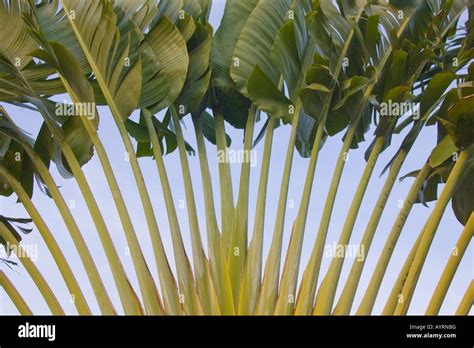 Fan Shaped Banana Tree At Evie Wynyard Blog