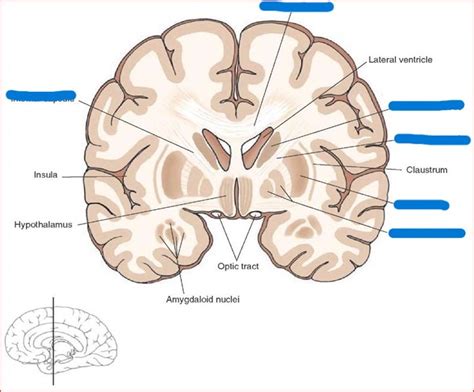 Basal Nuclei Cross Section Diagram Quizlet