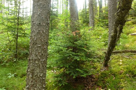 Federal Ministers Summoned Over Fort Chipewyan Contamination Scandal Prince Albert Daily Herald