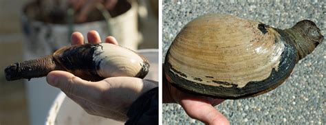 Live Clam