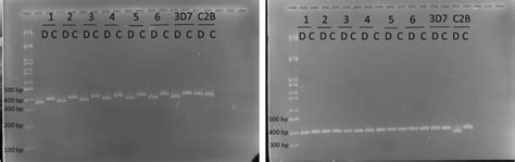 Pcr Artificial Restriction Fragment Length Polymorphisms Genotyping Of Download Scientific