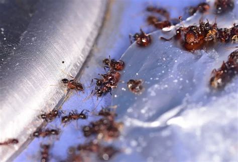 Ants In Kitchen Sink Drain Things In The Kitchen