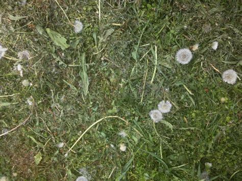 Cut Grass Stock Image Image Of Meadow Lawn Field 116468203