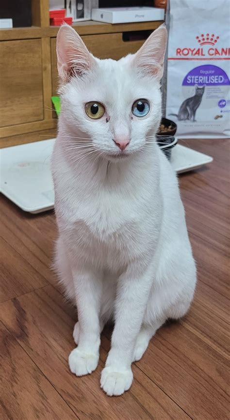 고양이 종 지식in