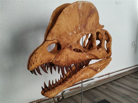 Dilophosaurus Fossil