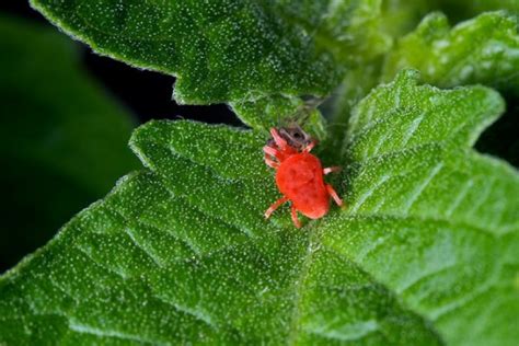 Biosecurity Summary NZPPI