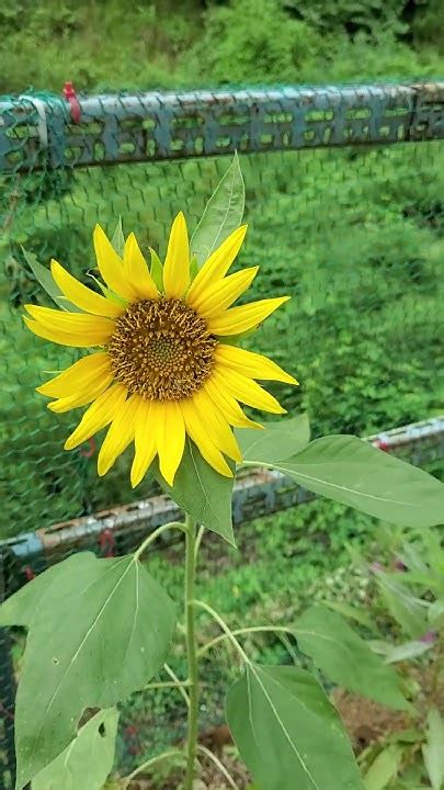 청도천일사~가족들과 따뜻한 마음 나누시고건강한 추석 되시길바랍니다 늘 부처님과함께 하십시오 성불하세요🙏🙏🙏 추석명절해바라기부처님천일사가을소원성취기도