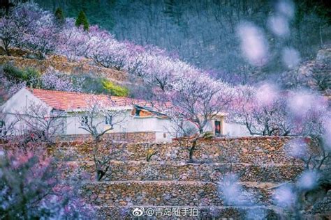 初春小雨潤如酥滿山春色燦若霞 每日頭條