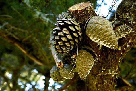 Premium Photo Tree With Cones