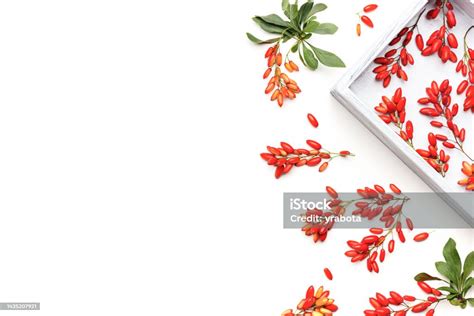 매자 나무는 흰색 배경에 나무 상자에 빨간 베리와 녹색 잎을 가지고 있습니다 플랫 누워 신선한 딸기 음식을위한 건강한 향신료 매자 나무 자연 채식 음식 가을 수확 상위 뷰