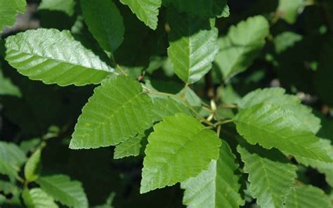 Red Alder Tree Symbolism At Mackenzie Wardle Blog