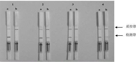 Primer Probe And Kit For Detecting Foot And Mouth Disease Virus In Aerosol Through Rpa Lateral