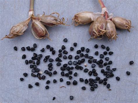 Bulbs Vs Seeds A Guide For Choosing The Best Flower Option No