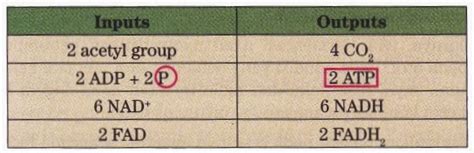 Krebs Cycle Or Citric Acid Cycle New Science Biology