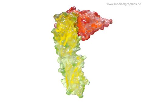 Free Illustration Pd 1 Binds To Pd L2