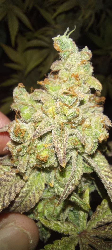 Saffa Country Rweedporn