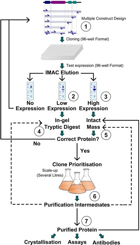 Integration Of Mass Spectrometry Ms In The Protein Production Pipeline Download Scientific