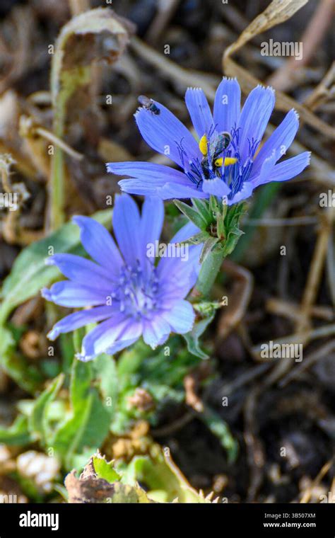 Dwarf Chicory Cichorium Pumilum Photographed In The Central Israel In April Cichorium Pumilum