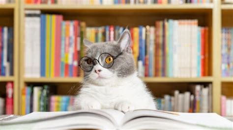 How To Make A Power Apps Auto Width Label