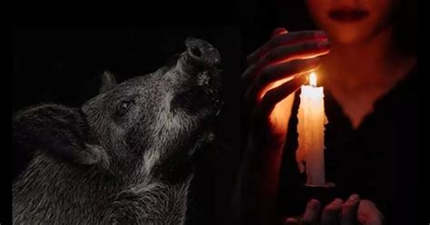 Kupas Tuntas The Origin Of Babi Ngepet Sebuah Mitos Gak Lebih Dari