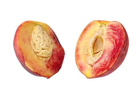 Peaches 12 Models Flippednormals