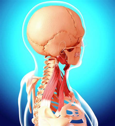 Human Neck Musculature 7 By Science Photo Library
