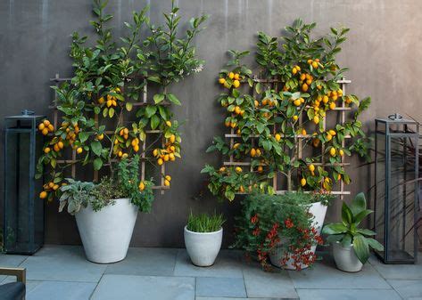 These Container Friendly Trees Make Great Specimens For Pots On The Patio Or Marking An Entrance